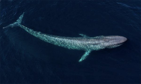 Baleia azul, boa notícia. Saiba porquê - Mar Sem Fim