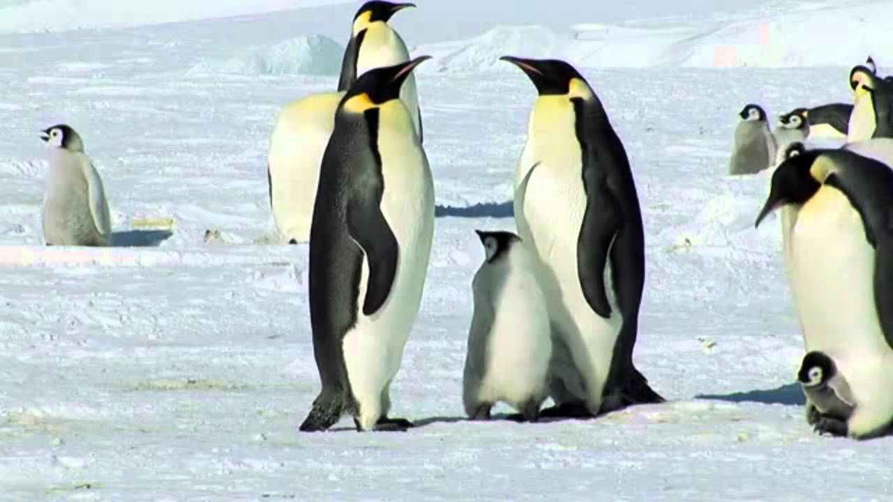 Pinguim Imperador, um filme poético - Mar Sem Fim