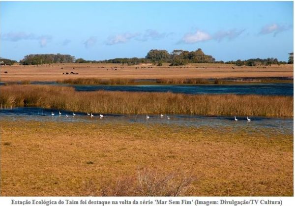 Matérias do Mar Sem Fim Archives - Mar Sem Fim
