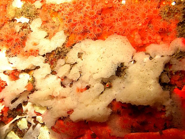 Novas espécies de esponjas são descobertas no Brasil - Mar Sem Fim