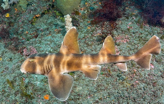 Espécies curiosas de tubarão, conheça - Mar Sem Fim