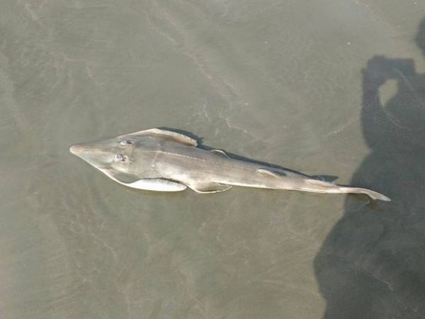 Raia em extinção é encontrada em litoral paulista - Mar Sem Fim