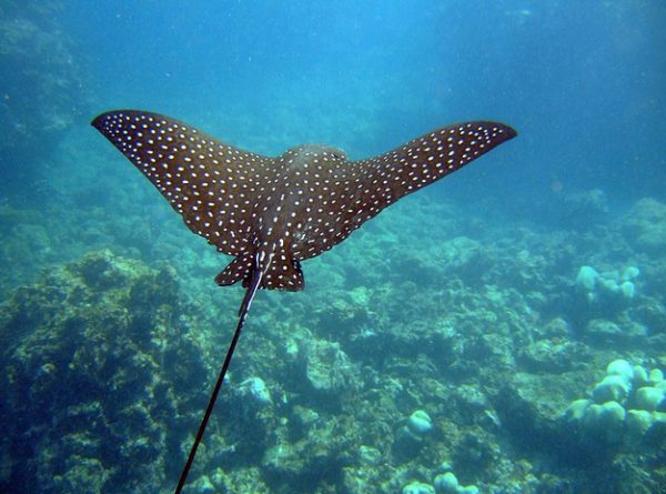 Indonésia cria santuário para raia jamanta - Mar Sem Fim