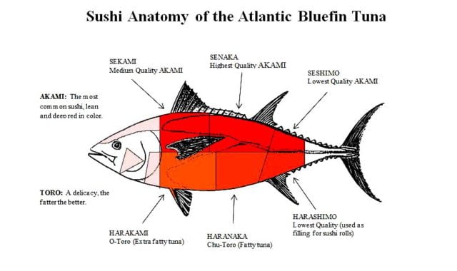 Atuns Rabilho, cotas, corrupção, e extinção - Mar Sem Fim