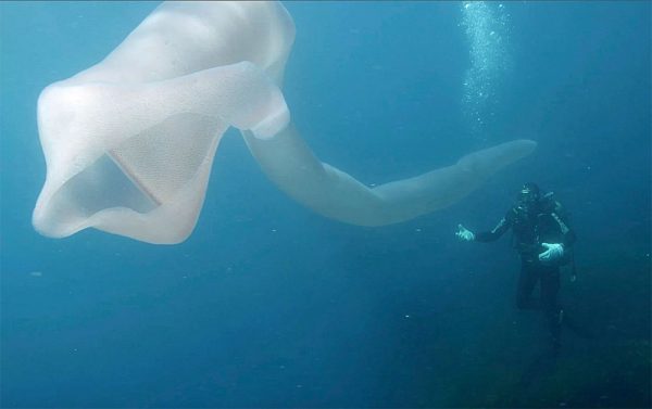 Tunicados; conheça este fascinante animal marinho - Mar Sem Fim