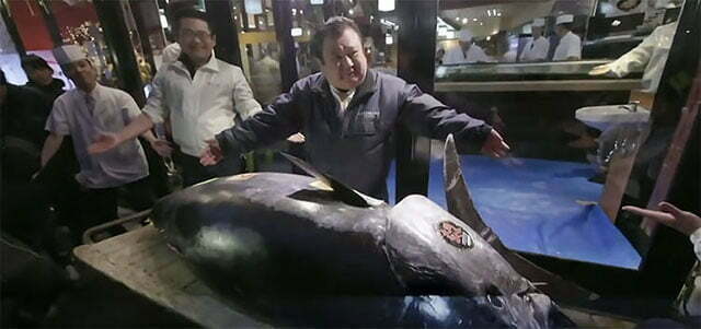 Atum azul, ameaçado de extinção, vendido por US$ 3,1 mi - Mar Sem Fim