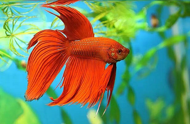 Peixes ornamentais, mercado no Brasil e no mundo - Mar Sem Fim