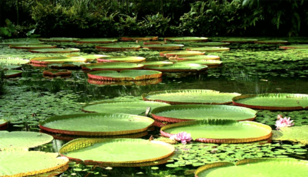 Podcast Desenvolvimento sustentável da Amazônia - Mar Sem Fim