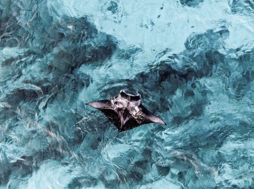 Terceiro berçário de raias manta é descoberto no mundo - Mar Sem Fim