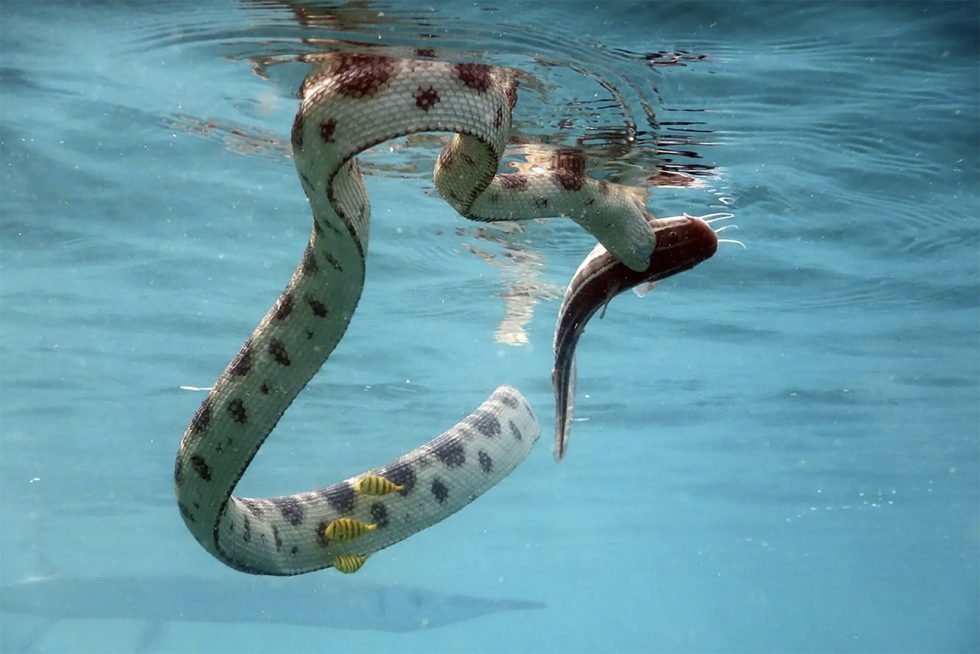 Cobras marinhas: por que não existem no Atlântico? - Mar Sem Fim