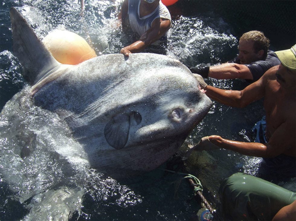 Peixe-lua gigantesco é trazido por rede no Mediterrâneo - Mar Sem Fim