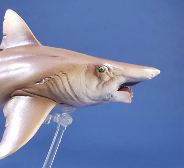 Helicoprion: o tubarão pré-histórico com serra na boca - Mar Sem Fim