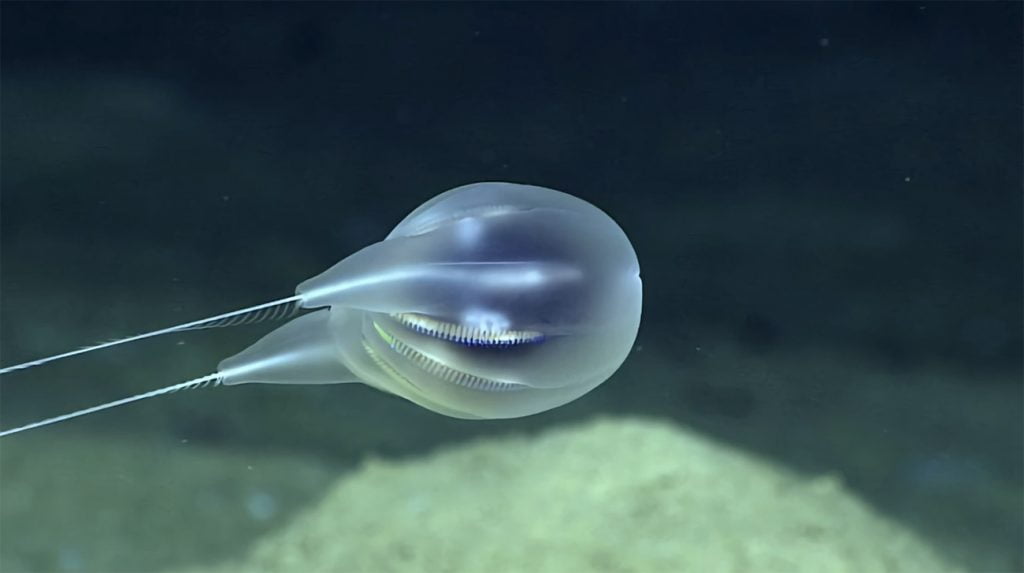 Crustáceo gigante e Ctenophora, descobertas dos mares - Mar Sem Fim