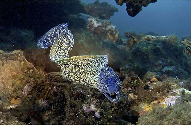 Moreia: conheça o peixe malcompreendido dos recifes - Mar Sem Fim