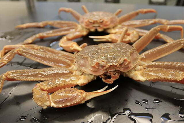 Bilhões de caranguejos somem do Mar de Bering - Mar Sem Fim