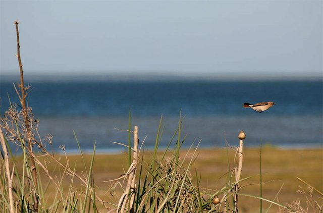 Reserva do Taim, joia do litoral em chamas - Mar Sem Fim