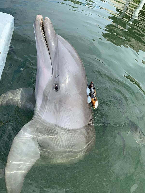 Golfinhos Gritam Para Compensar Polui o Sonora Mar Sem Fim