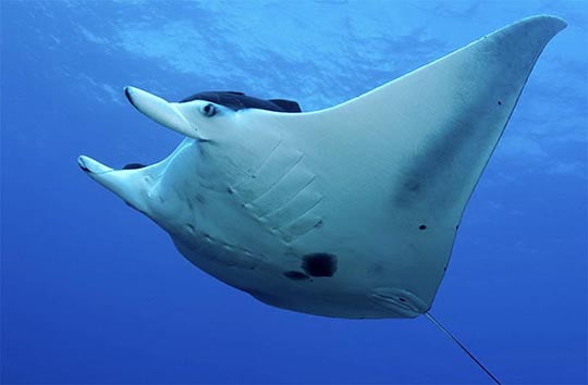 Identificada a maior população de raias-manta - Mar Sem Fim