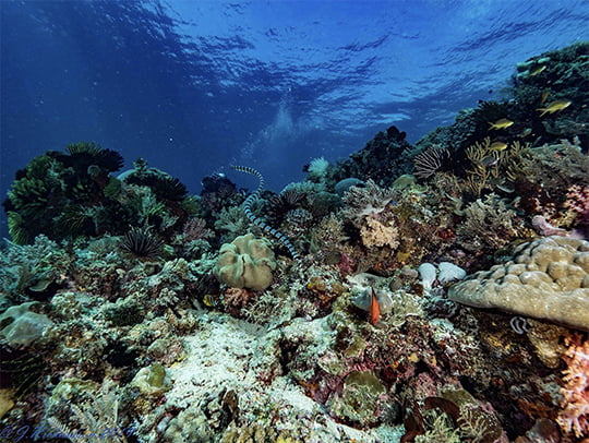 Timor-Leste tem o mar mais biodiverso do mundo - Mar Sem Fim