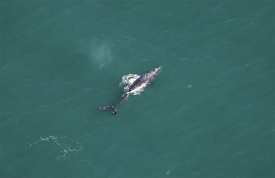Baleia cinzenta, tida como extinta, foi vista no Atlântico - Mar Sem Fim