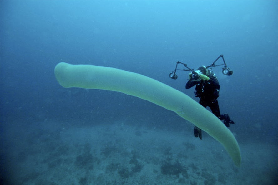 Pirossoma: aumento da aparição da criatura preocupa cientistas - Mar ...