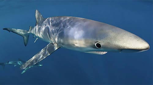 Governo reverte a decisão sobre a pesca do tubarão-azul - Mar Sem Fim