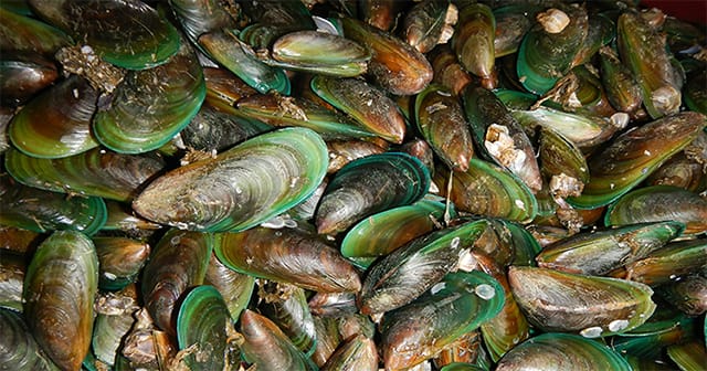 Mexilhão-verde, mais uma espécie invasiva no litoral - Mar Sem Fim